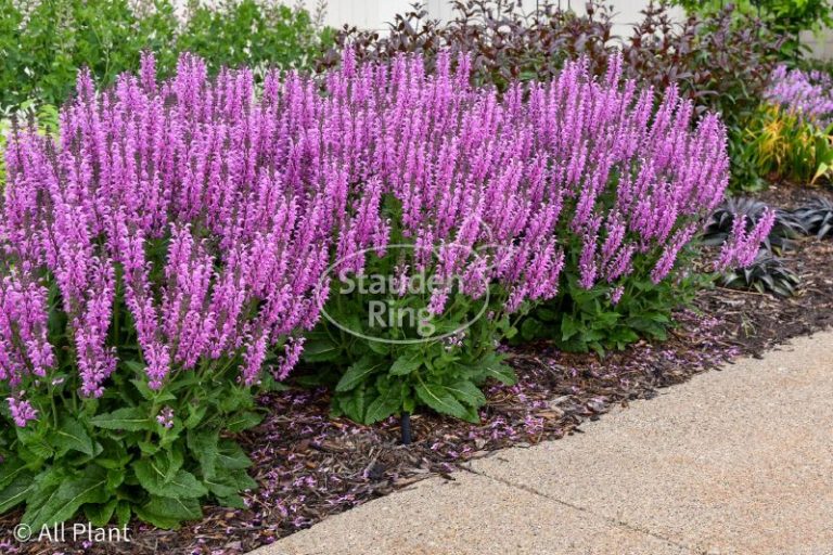 Salvia Color Spires ‚Back to the Fuchsia‘ ® – Schachtschneider