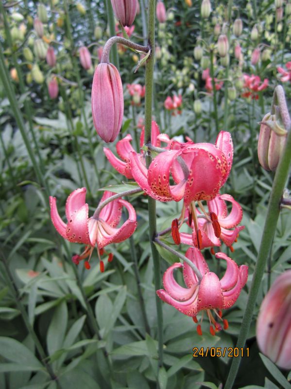 Lilium martagon ‚Manitoba Morning‘ – Schachtschneider