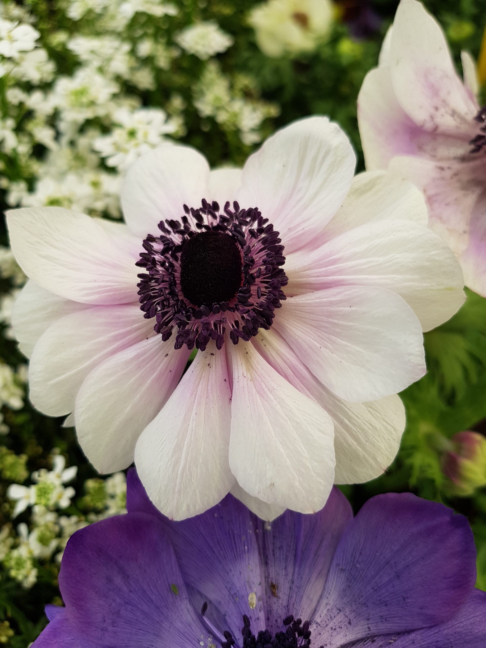 Anemone coronaria ‚The Bride‘ – Schachtschneider