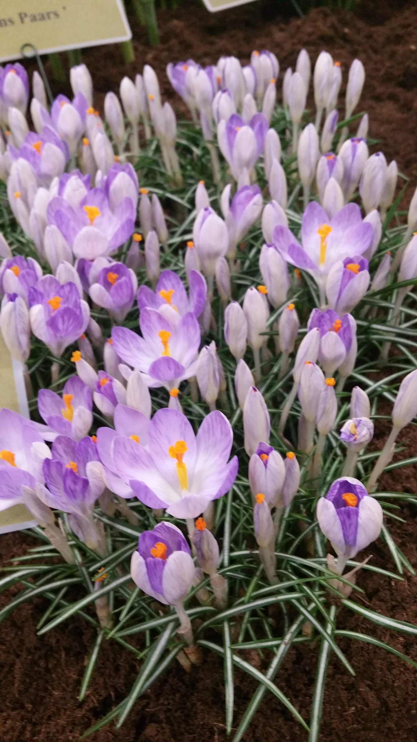 Crocus etruscus ‚Rosalind‘ – Schachtschneider