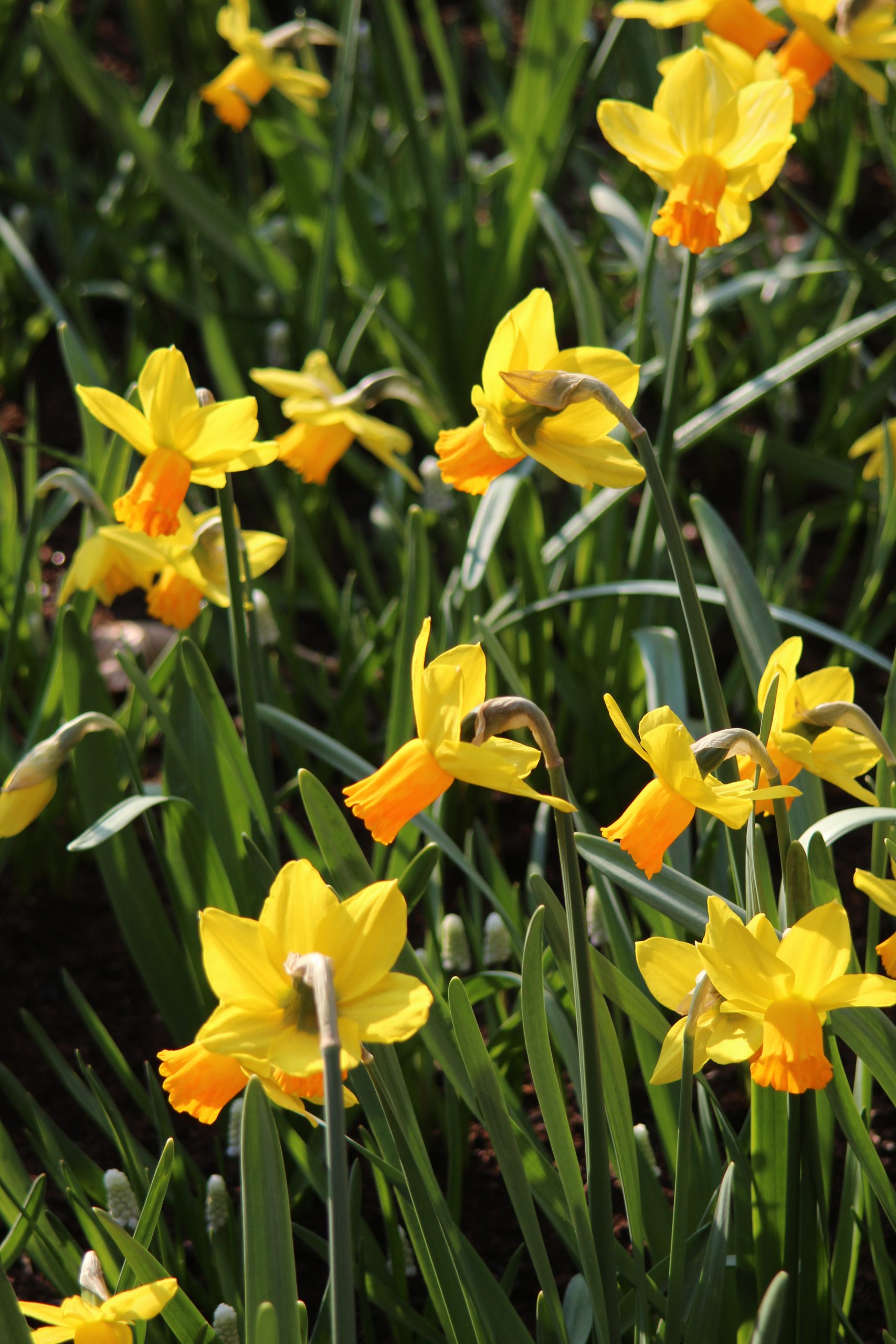 Narcissus cyclamineus ‚Jetfire‘ – Schachtschneider