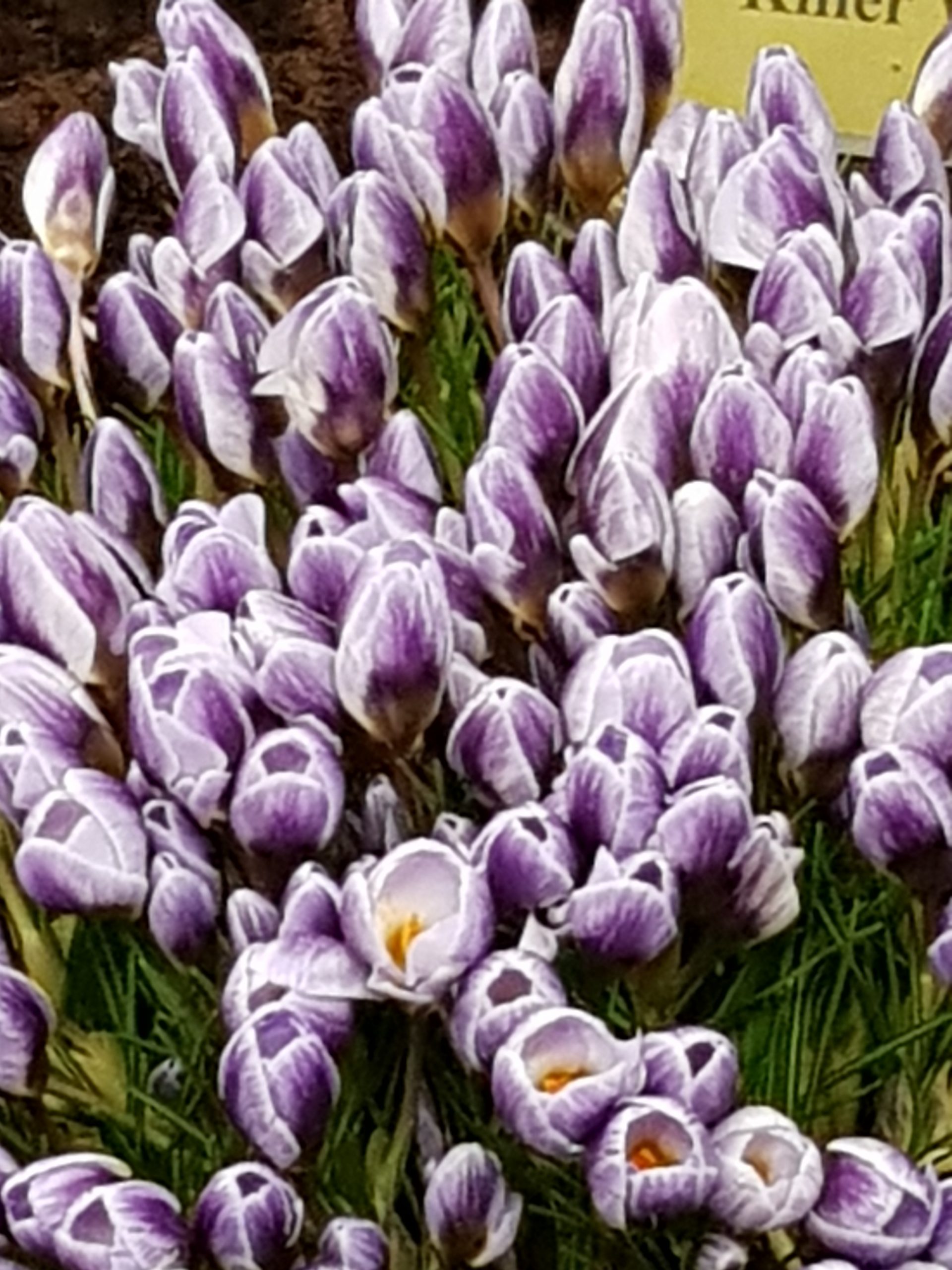 Crocus chrysanthus ‚Blue Marlin‘ – Schachtschneider