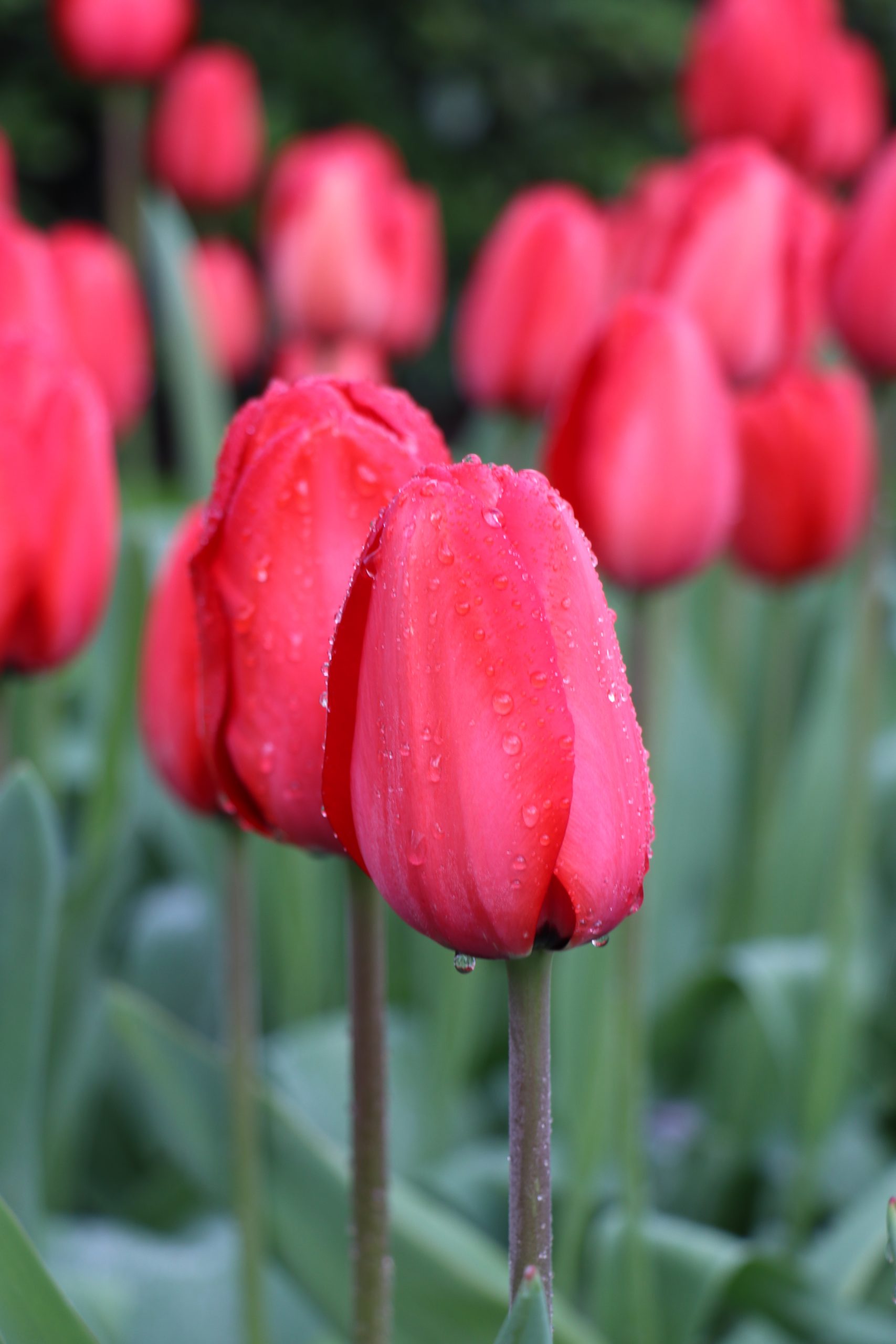 Tulipa x cult. ‚Red Impression‘ ® – Schachtschneider