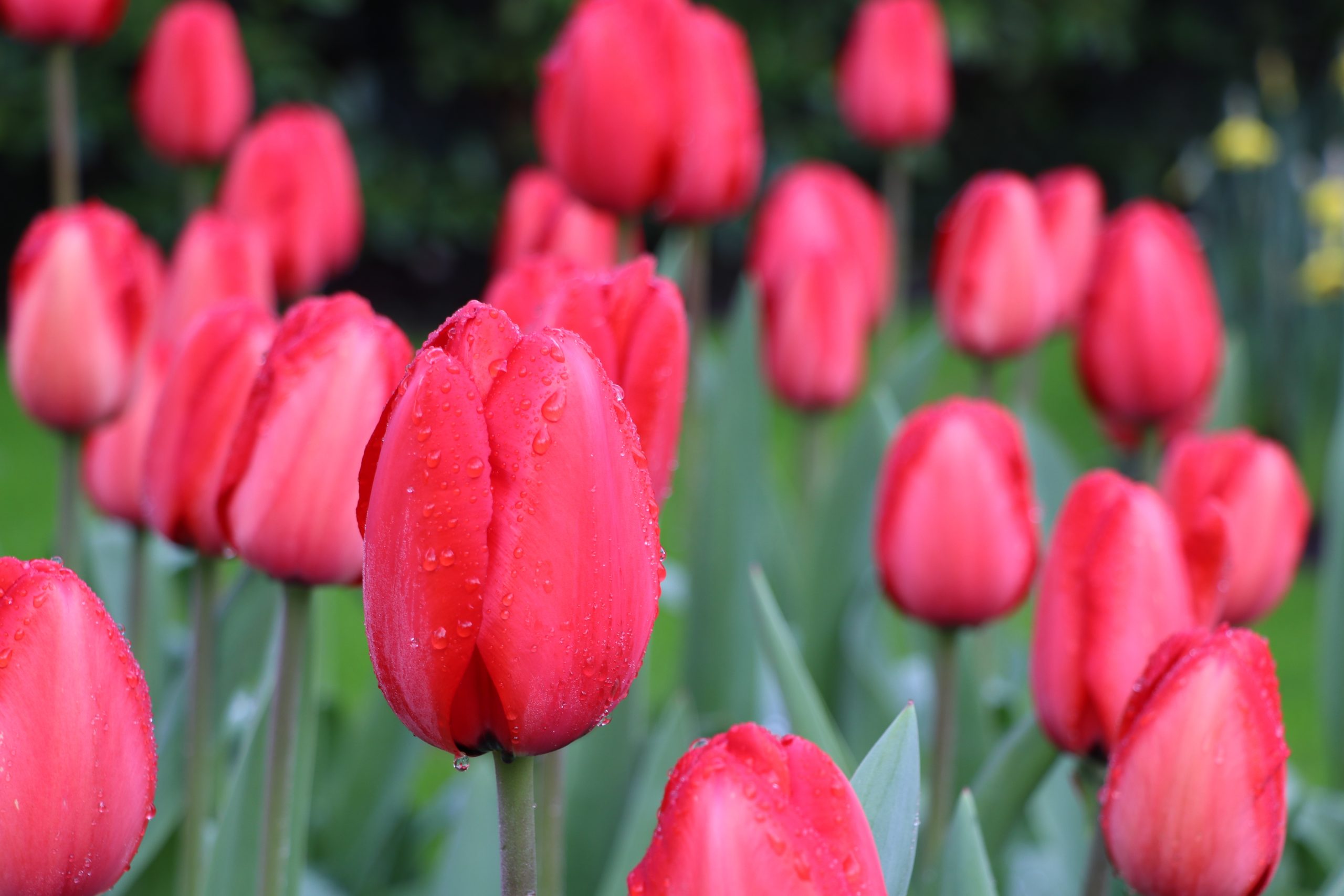Tulipa x cult. ‚Red Impression‘ ® – Schachtschneider