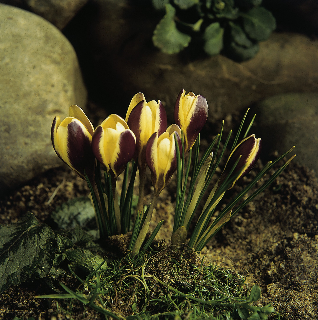 Crocus chrysanthus ‚Fuscotinctus‘ – Schachtschneider