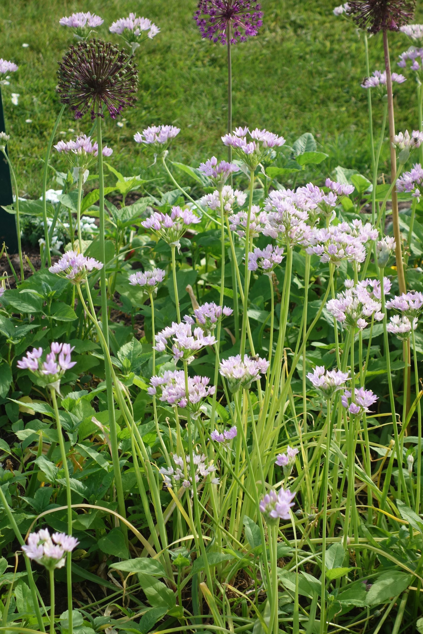 Allium unifolium – Schachtschneider