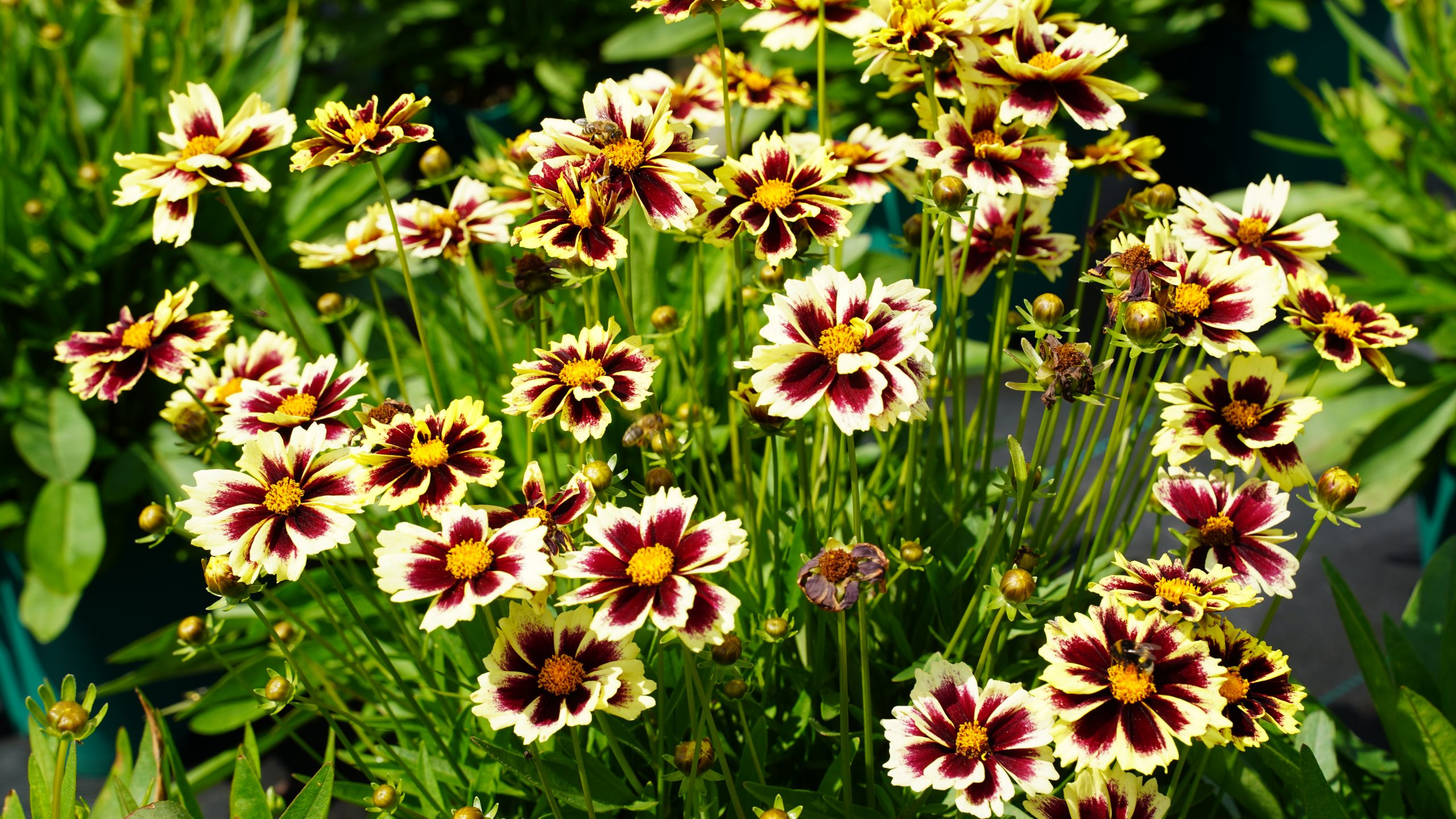 Coreopsis grandiflora ‚Solar Fancy‘ ® – Schachtschneider