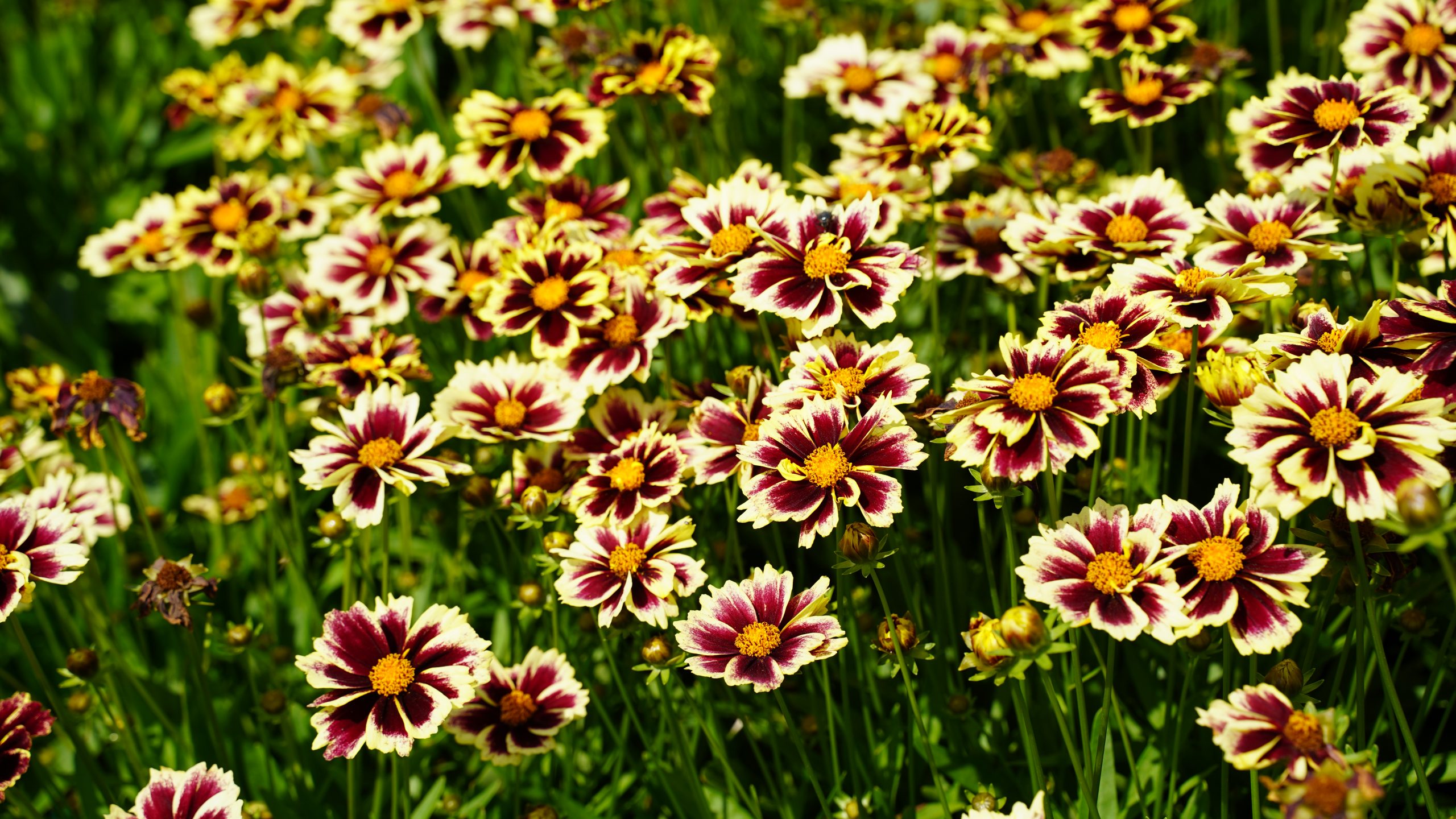 Coreopsis grandiflora ‚Solar Fancy‘ ® – Schachtschneider