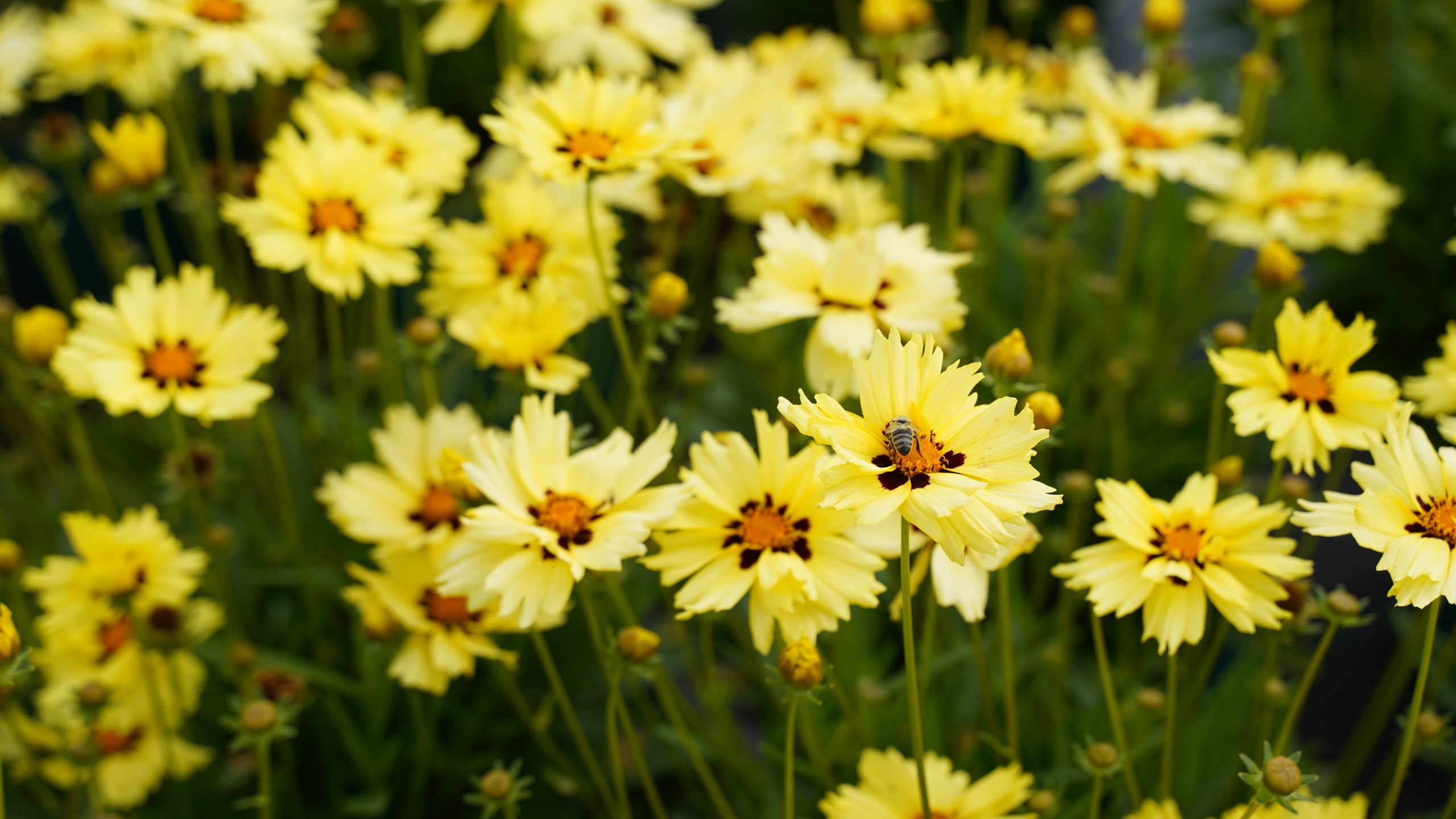 Coreopsis grandiflora ‚Solar Moon‘ ® – Schachtschneider
