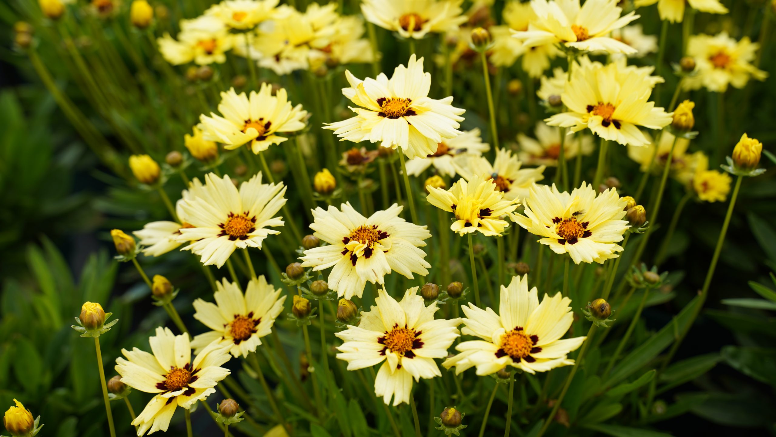 Coreopsis grandiflora ‚Solar Moon‘ ® – Schachtschneider