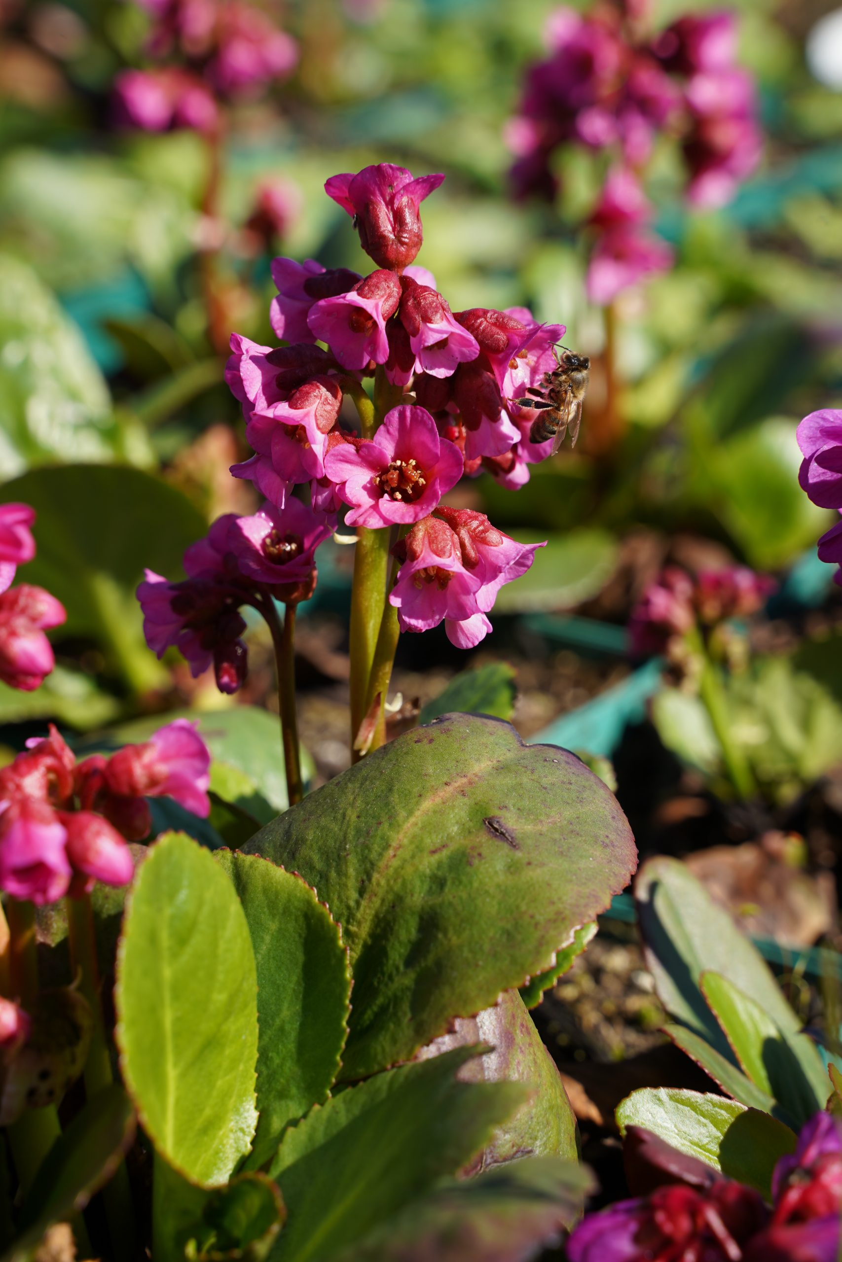 Bergenia cordifolia ‚Vintage Rose‘ ® – Schachtschneider